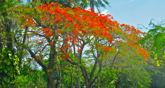 The Island of Tahiti