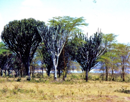IV: Lake Nakuru National Park